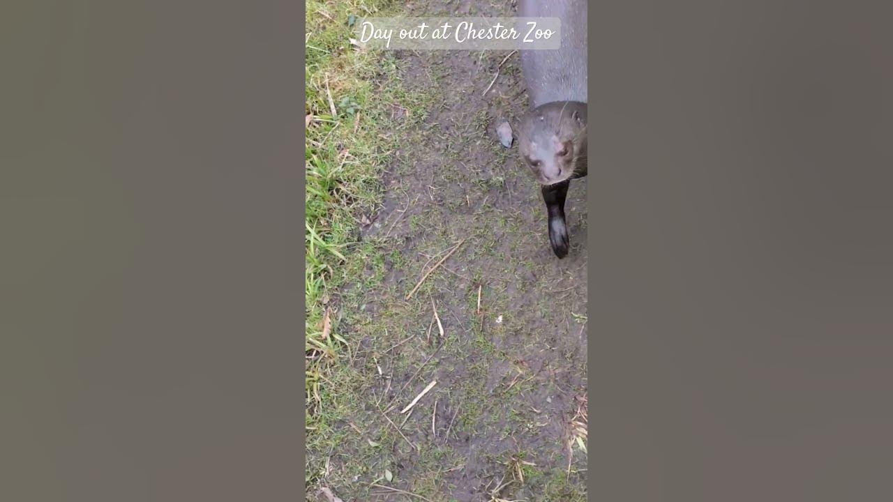 Short day out at Chester Zoo - YouTube