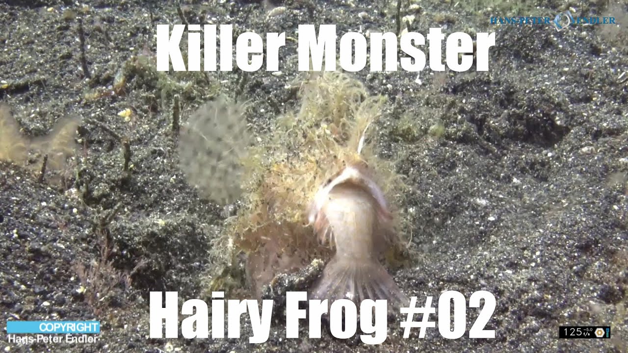 Diving Lembeh Strait #09 - Killer Monster Hairy Frogfish hunting and ...