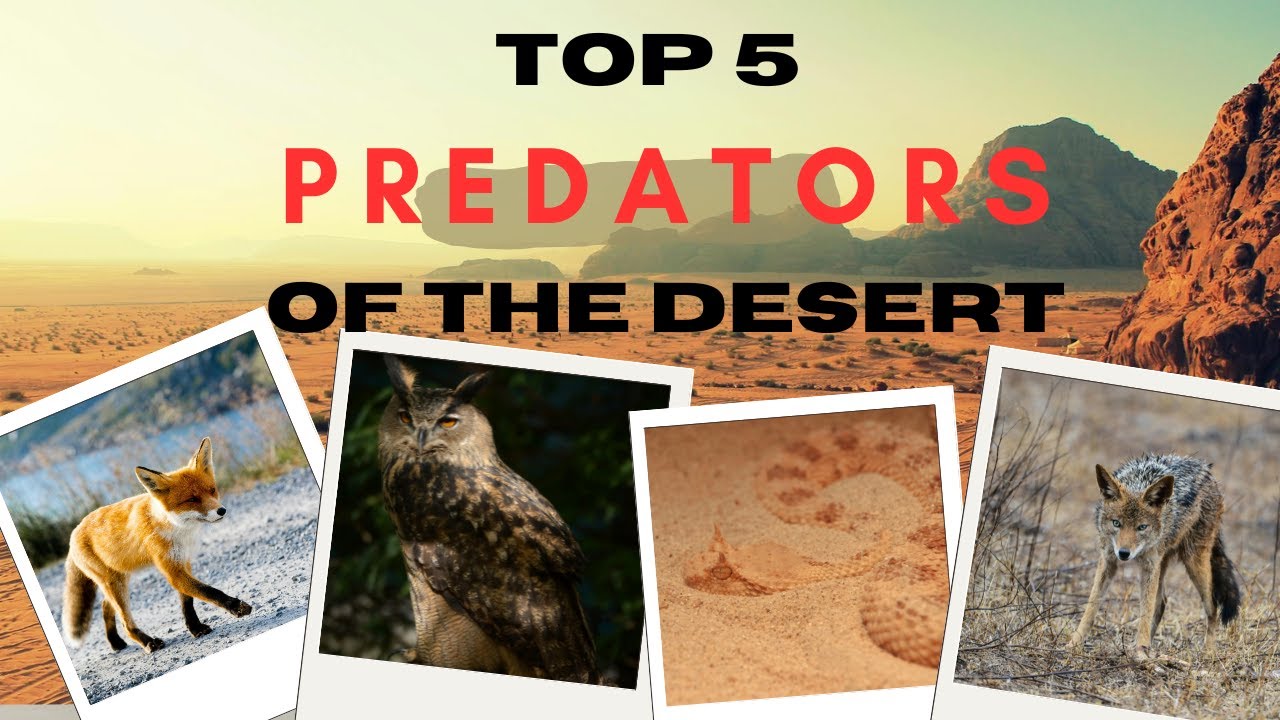 Top 5 Predators of the Desert - YouTube
