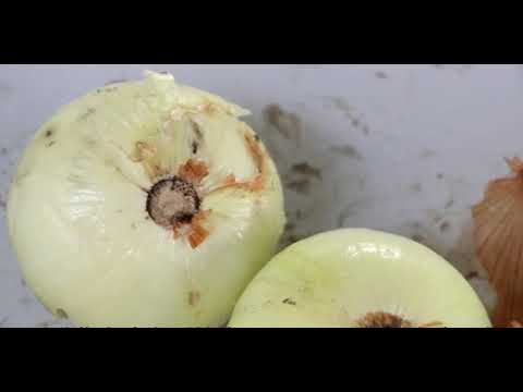obieranie cebuli - YouTube