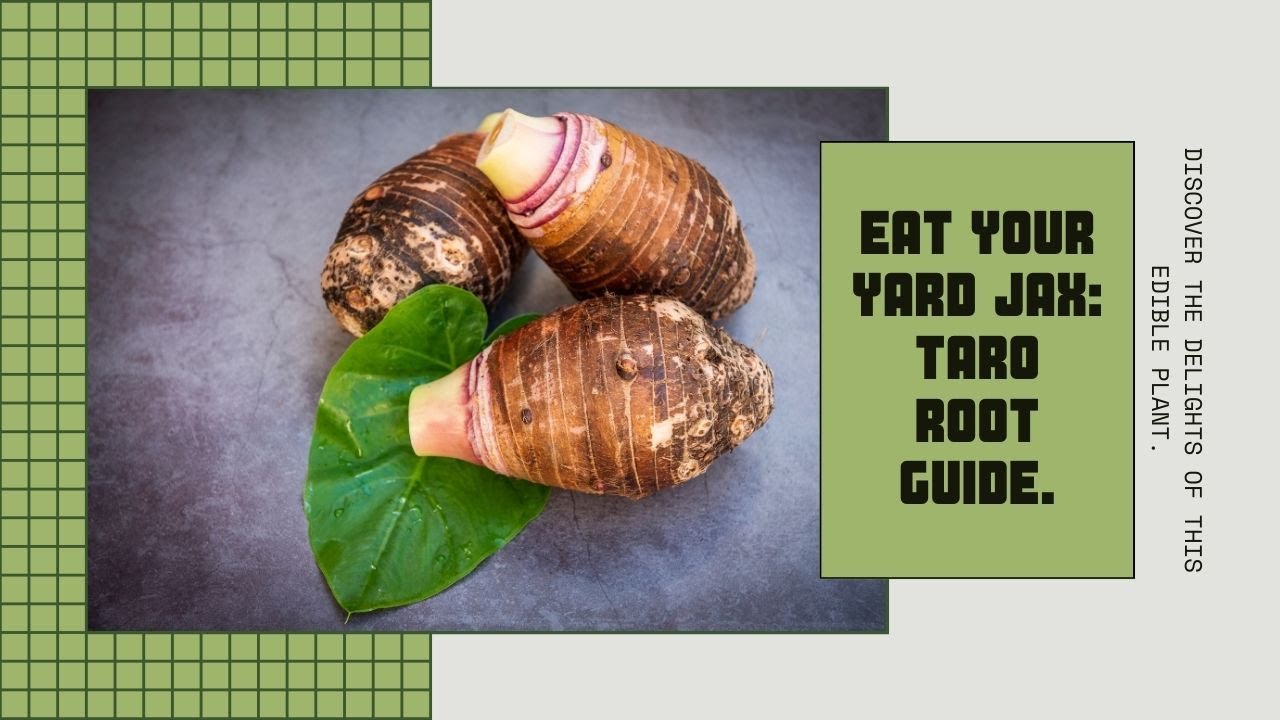 🌿 Unveiling the Delight of Taro: Guide on Utilizing the Edible Taro ...