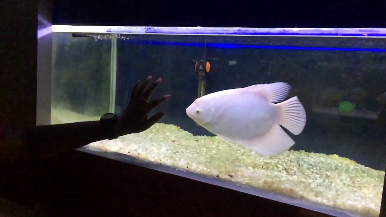 Fish following the finger - YouTube
