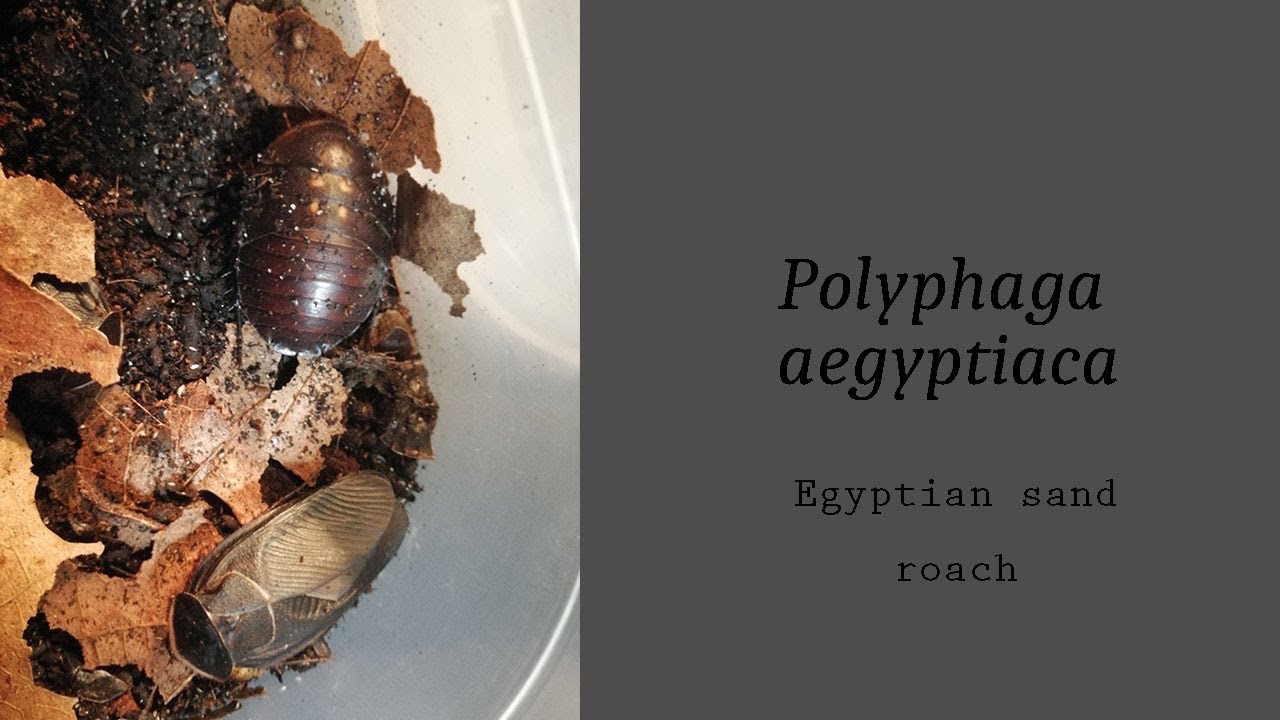 Egyptian sand roach (Polyphaga aegyptiaca) | roachmas #12 - YouTube