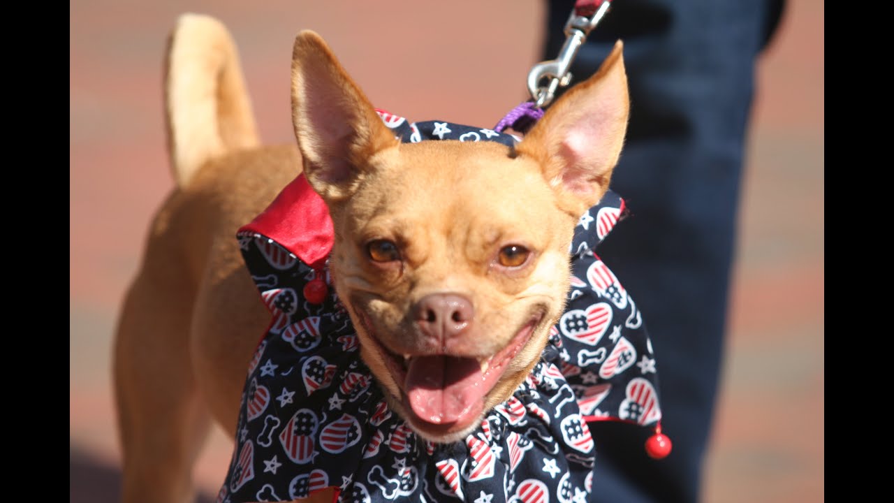 Paws to Vote : Political Science hosts dogs for Super Tuesday - YouTube
