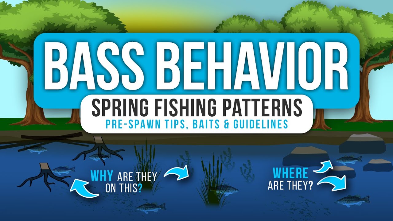 SPRING Bass Fishing PATTERNS 🤔 💭 – WHERE are they? and WHY are they ...