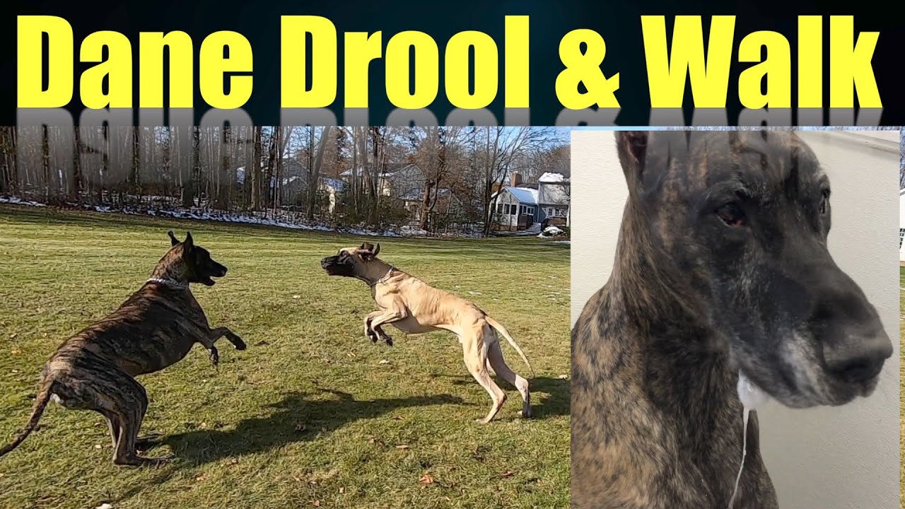 Great Dane Drool & Lake Walk - YouTube