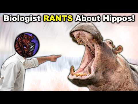 Why Hippos Are Worse Than Any Carnivore