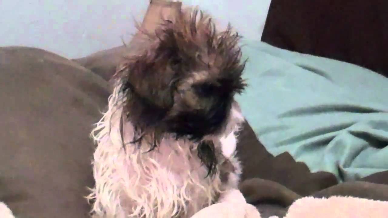 Shih Tzu Puppy Hates His Baths - YouTube