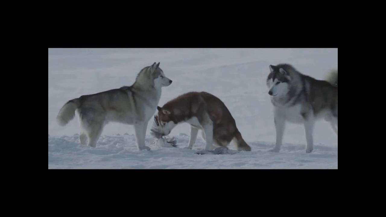 Eight Below Scene - YouTube