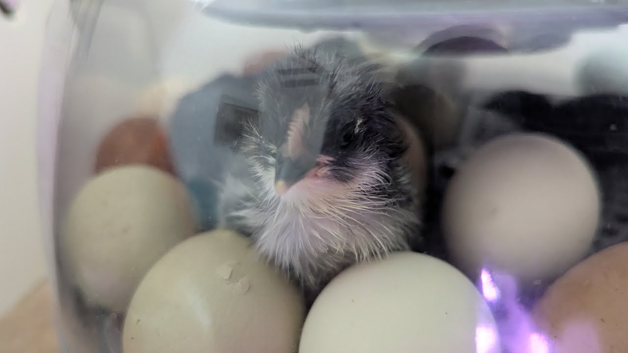 chick hatching - YouTube