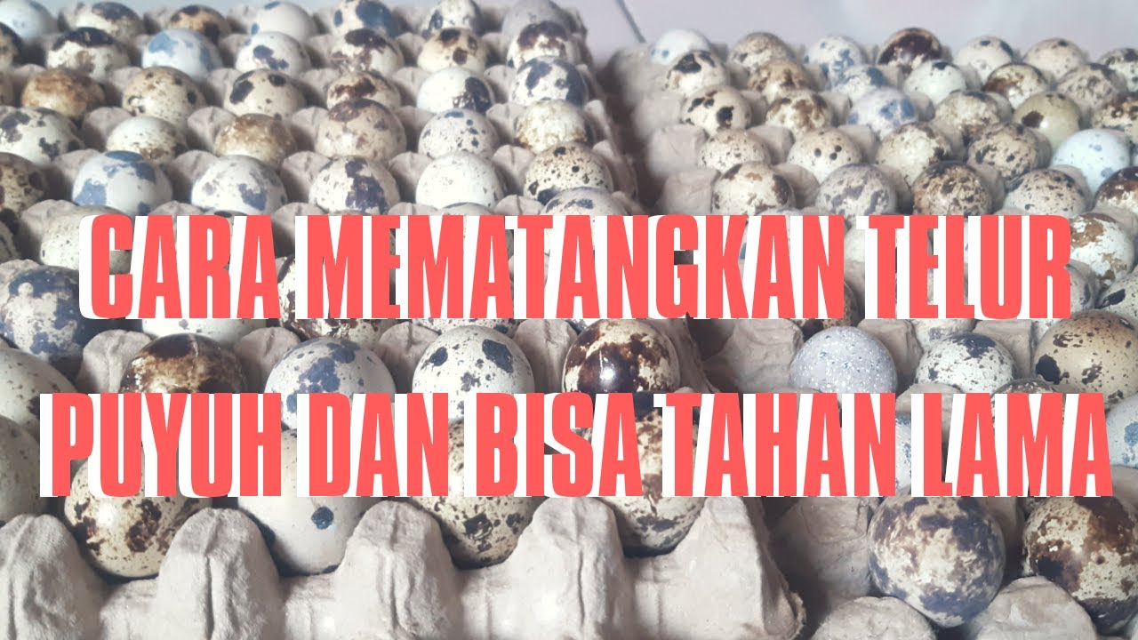 Cara membuat matang telur puyuh dan bisa tahan lama - YouTube
