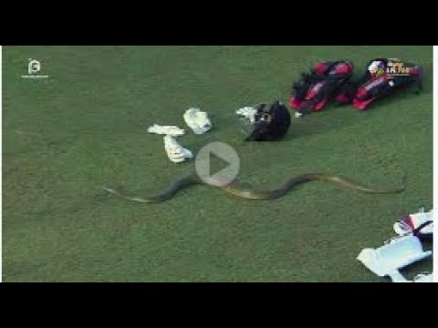 🐍 Snake Joins LPL Match - YouTube