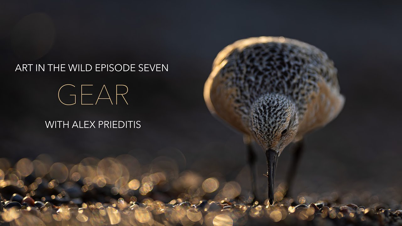 Art In The Wild Episode Seven: Gear In Wildlife Photography With Alex ...