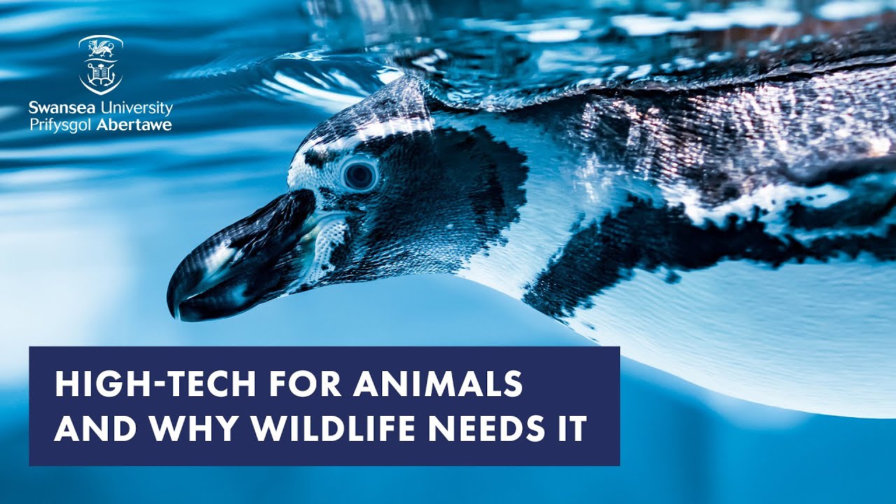 High-tech for Animals and Why Wildlife Needs It (Zoology) - YouTube