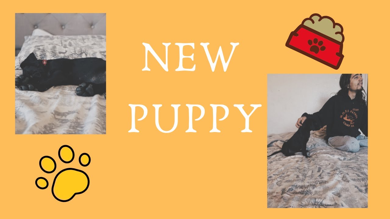 Bringing Home a New Puppy (Lab/ Bluetick Coonhound Mix) - YouTube