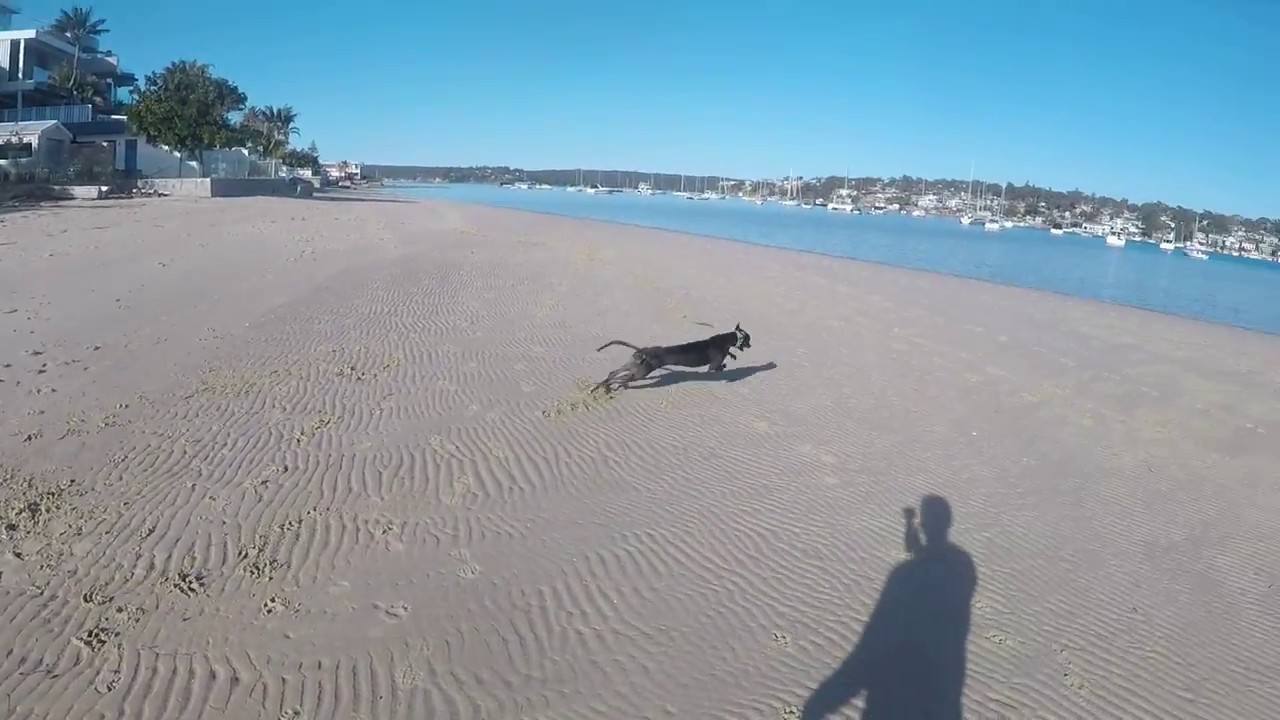 Greyhound running at beach - YouTube