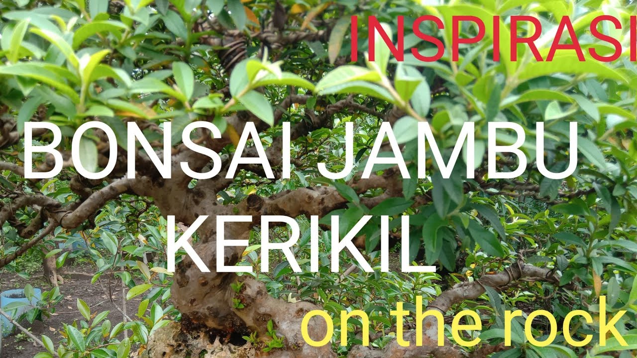 inspirasi bonsai jambu kerikil,on the rock#bonsai #jambukerikil,# ...