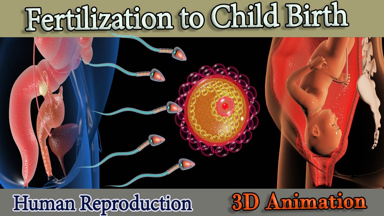 Human Reproduction - YouTube
