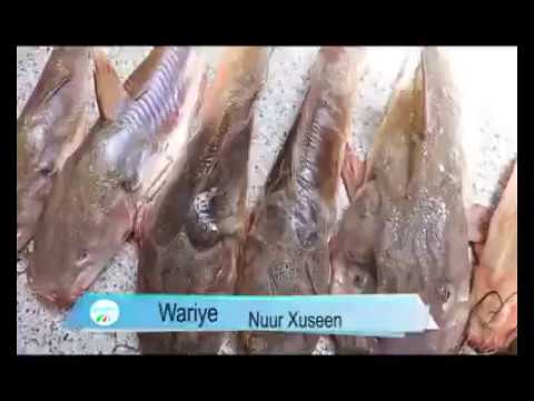 Kaluunka godey gacalo - YouTube