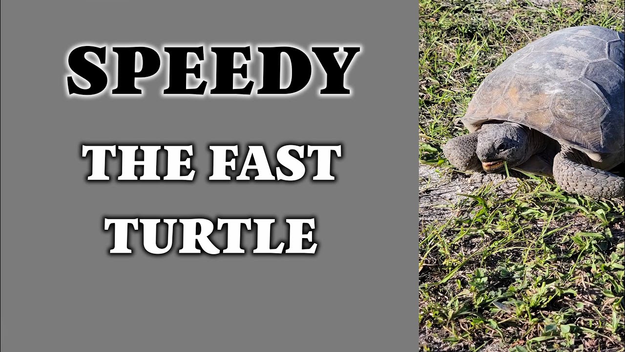 SPEEDY the Super Fast Turtle - YouTube