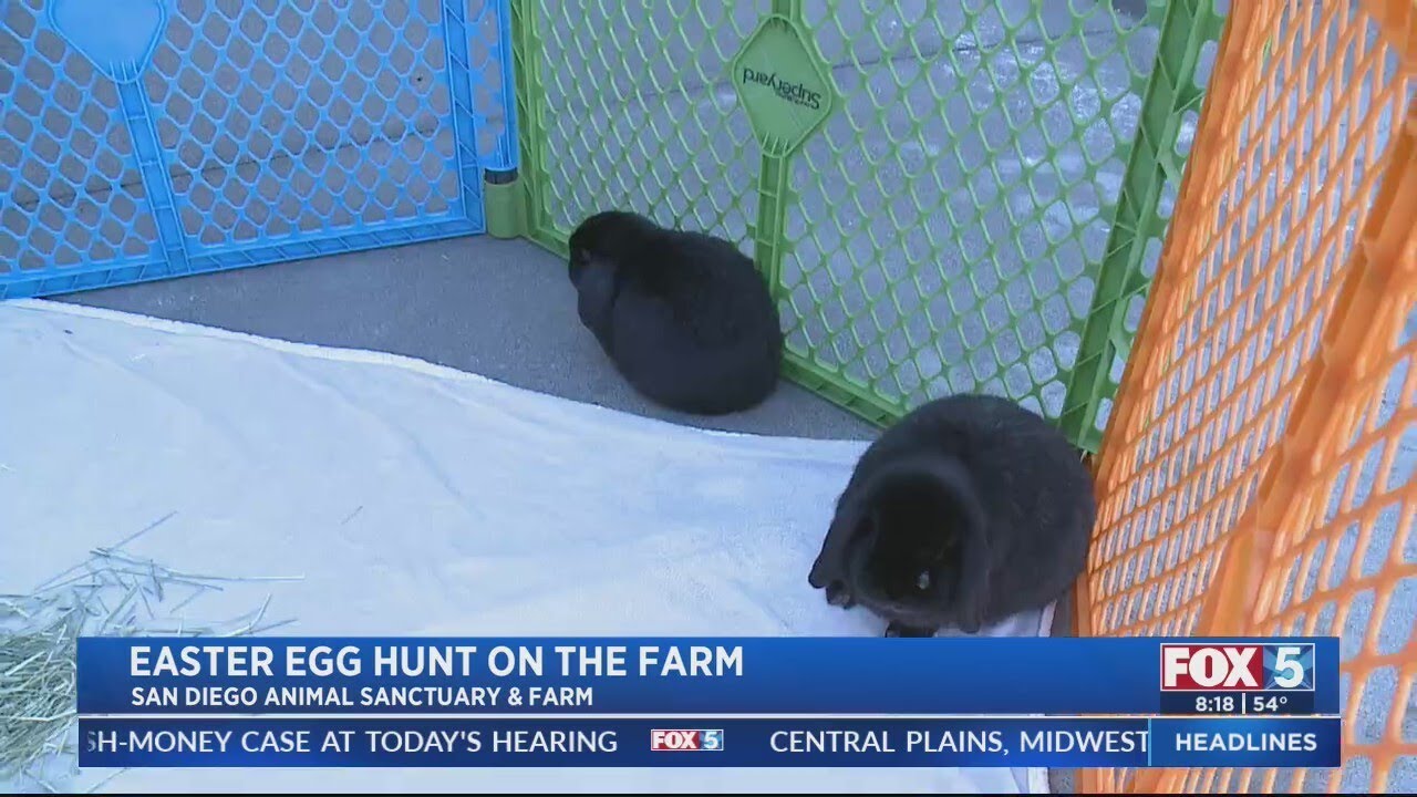 Easter Egg Hunt on The Farm - YouTube