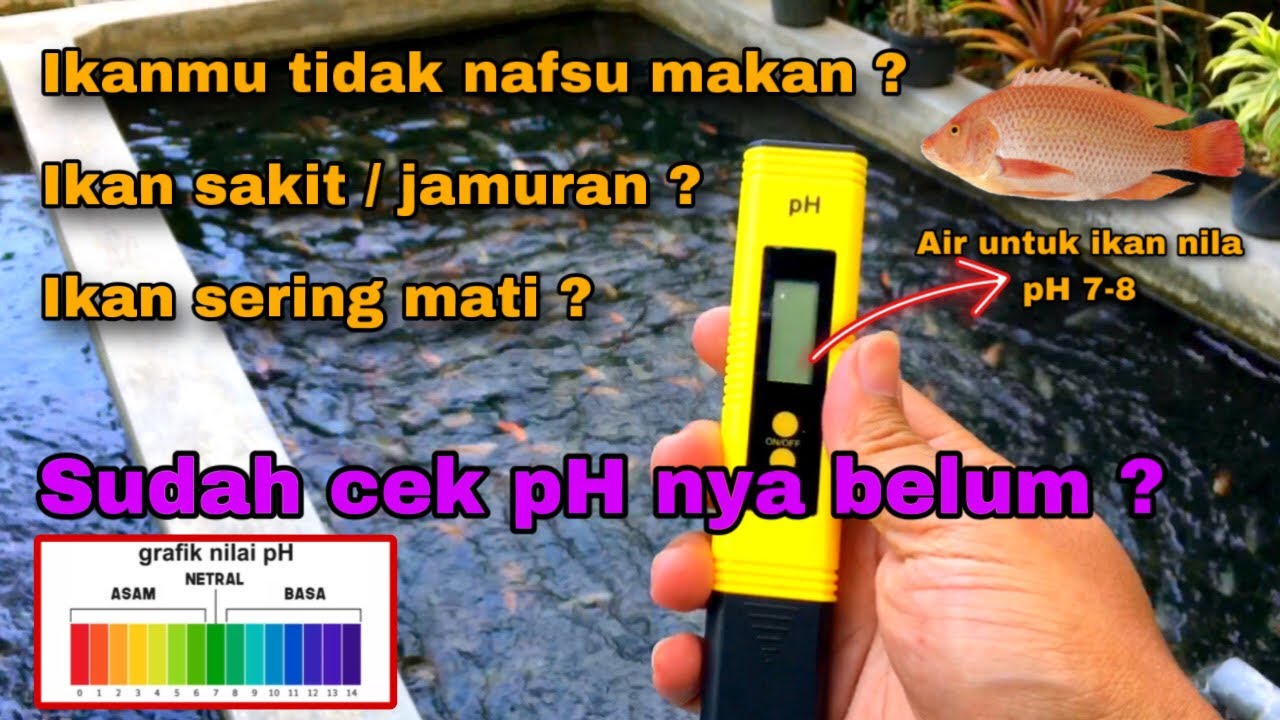 CARA MENAIKKAN PH AIR DAN CARA MENURUNKAN PH AIR PADA KOLAM BUDIDAYA ...