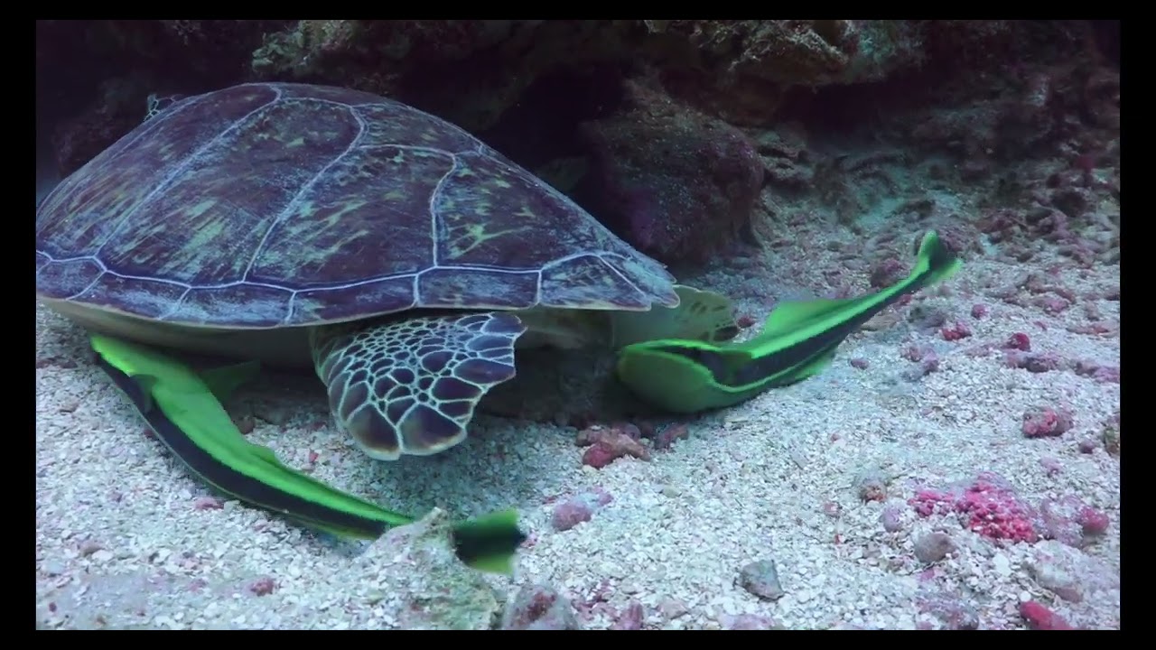 Roatan Blue Channel Dive July 2022 - YouTube