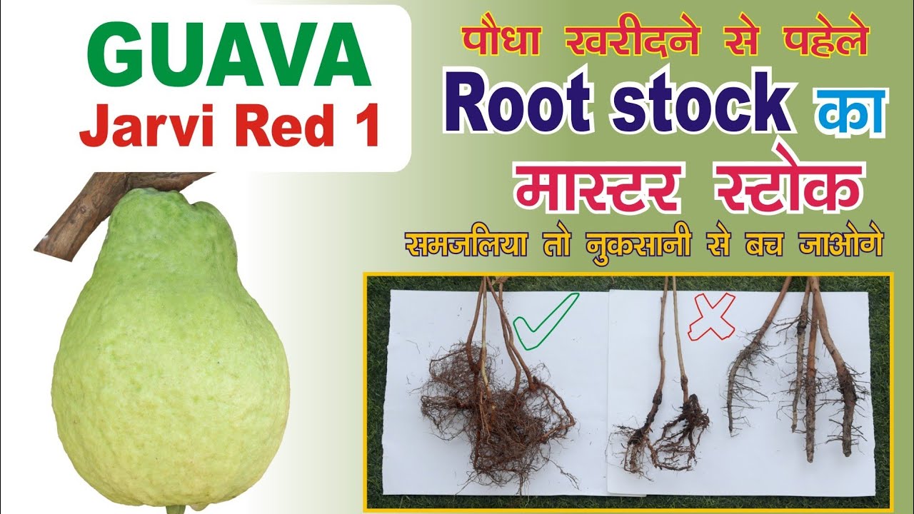Guava Root Stock । 9106310963 - YouTube