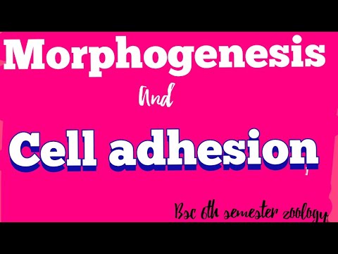 Morphogenesis and cell adhesion | Differential adhesion hypothesis ...