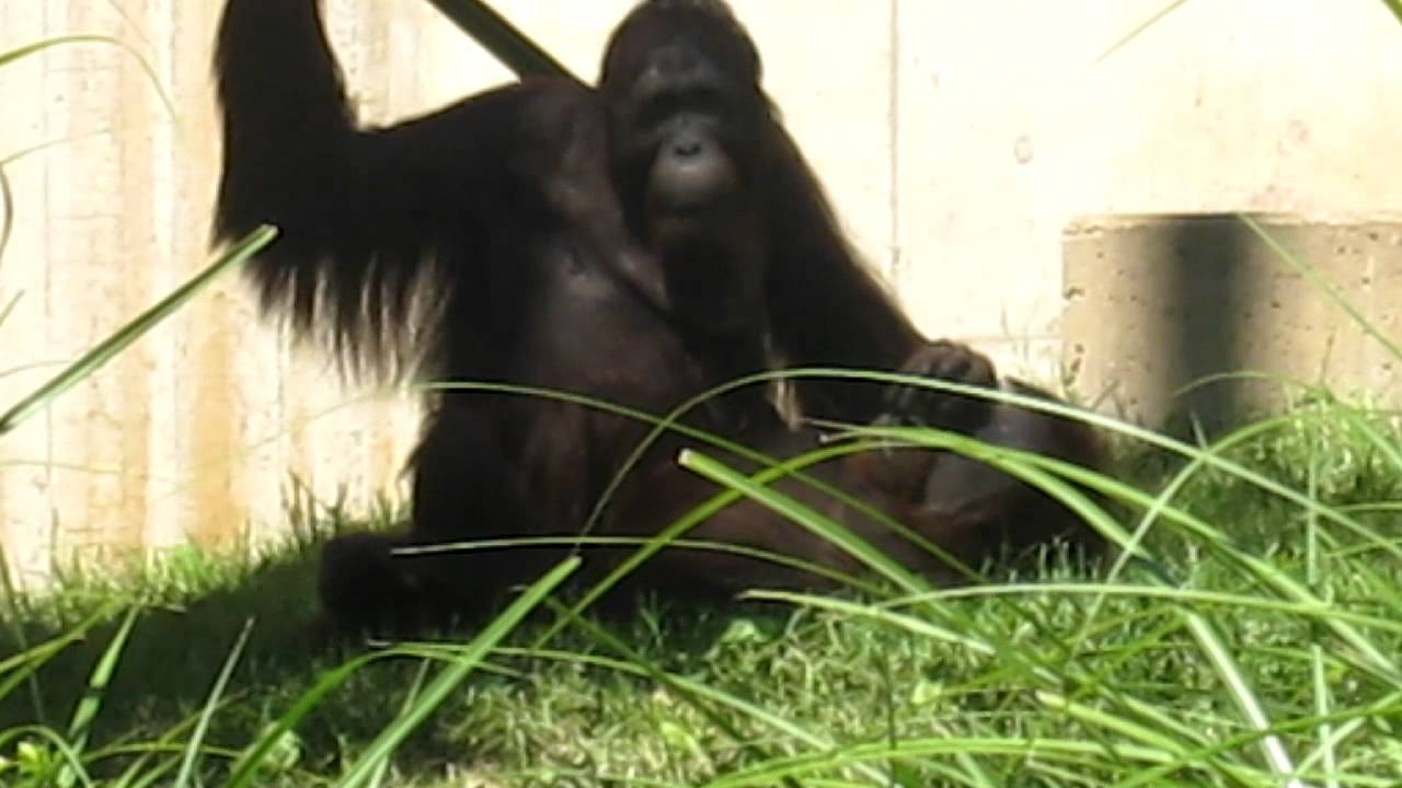 Orangutans Mating