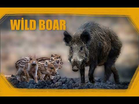 YABAN DOMUZU  VE YAVRULARI /  WILD BOAR ..