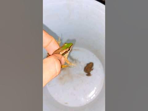 Froggy fun fun | catch a green frog for fun | boing funny frogs | Tep ...