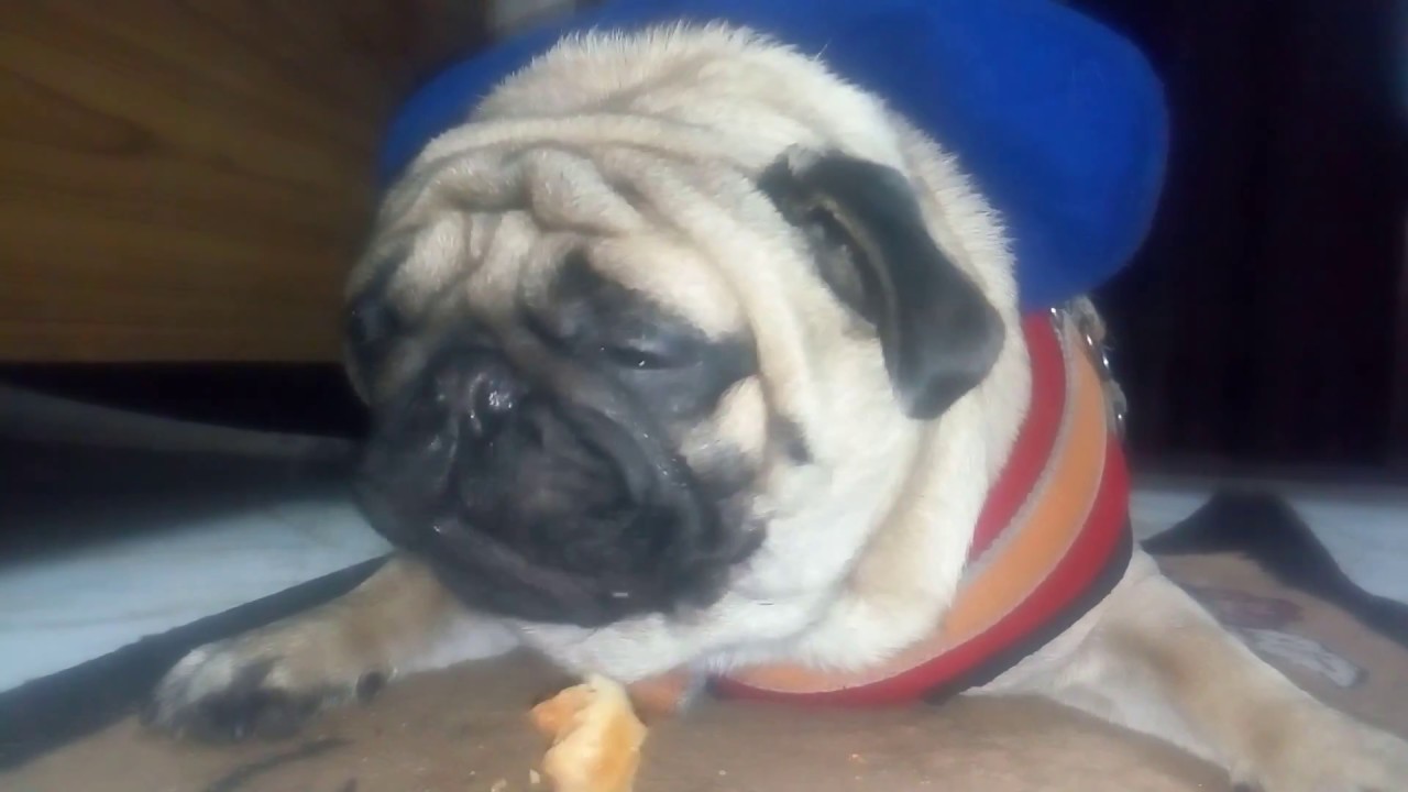 Pug eating himalayan dog chew ASMR - YouTube