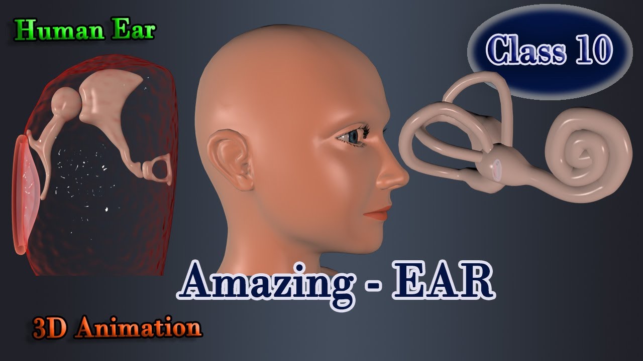 Anatomy and functioning of Human Ear. - YouTube