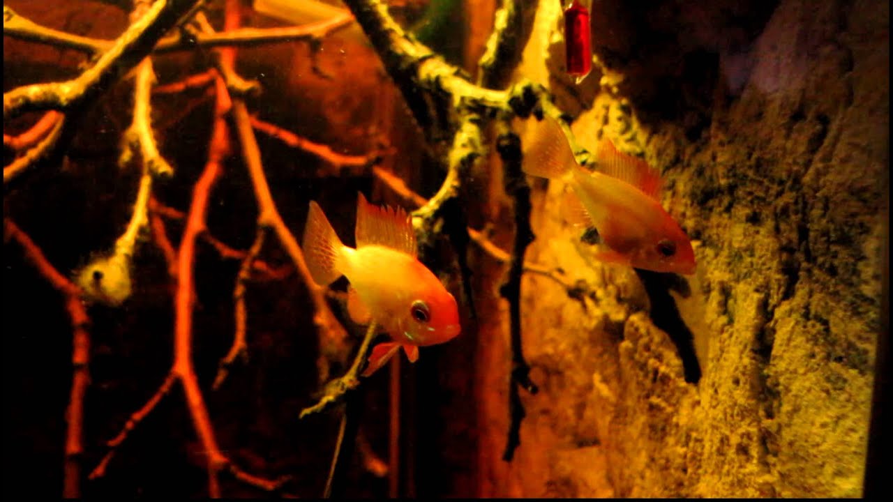 50x50x50 cm. cube. 2012-03-23 - YouTube