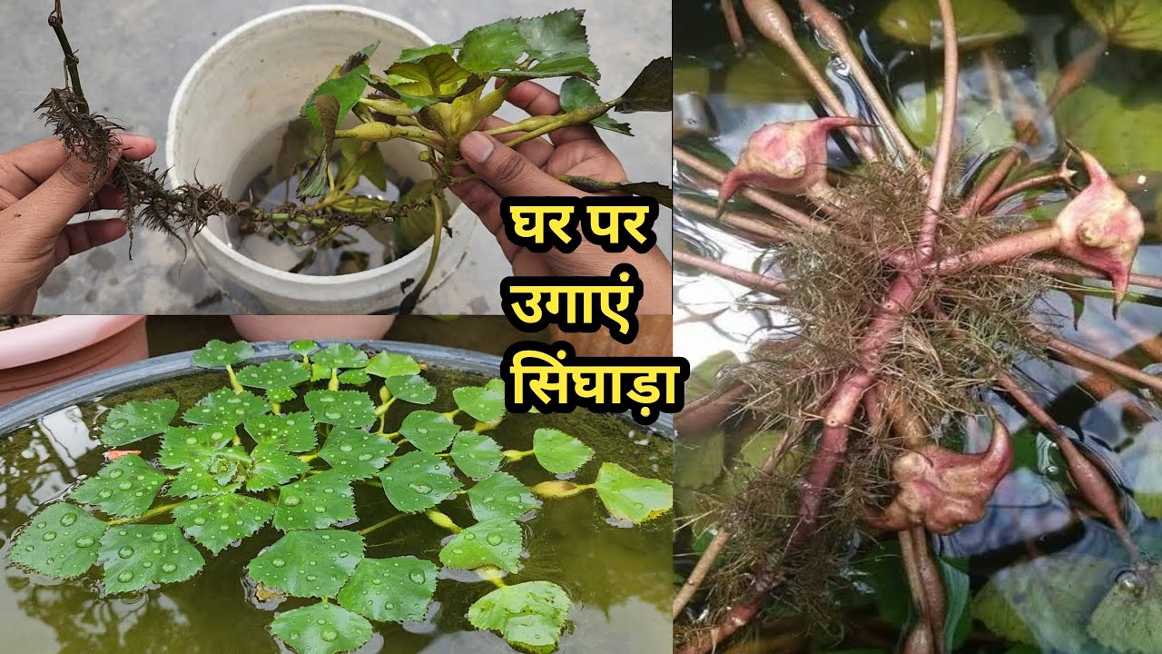घर पर उगाएं सिंघाड़ा/ Grow water chestnut in pot at home/singhara ugaye ...