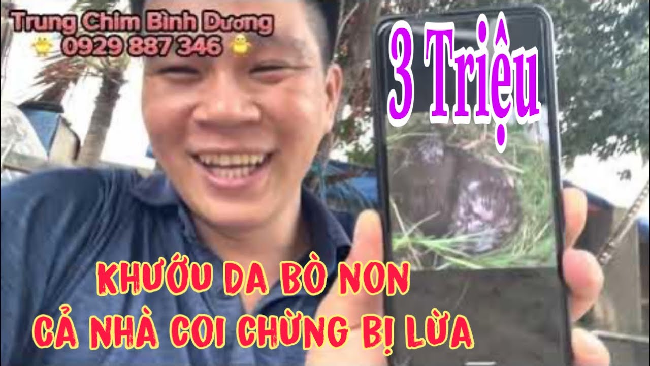 Khướu Da Bò Non Và Câu Chuyện Lừa Anh Em Mới Chơi Khướu Da Bò Cần Biết ...