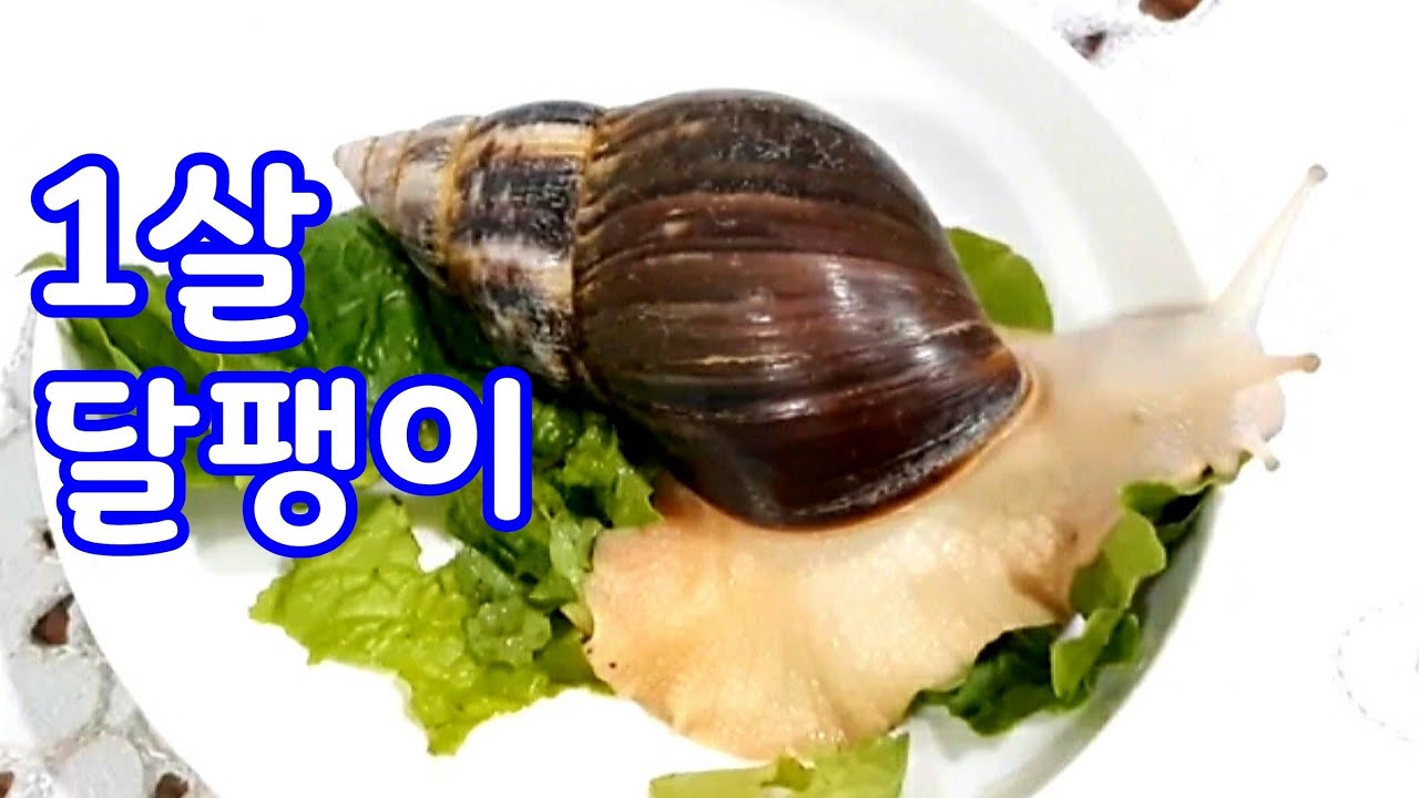달팽이 키우기 9개월된 달팽이 상추 먹는 모습 달팽이 먹이 달팽이 먹방 Youtube