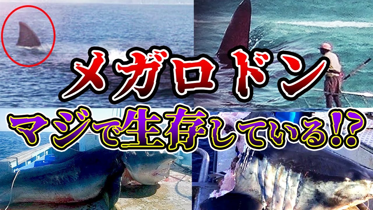 メガロドンは未だにいる生存説と絶滅説を徹底比較その生態の謎とは?【ゆっくり解説】 Youtube