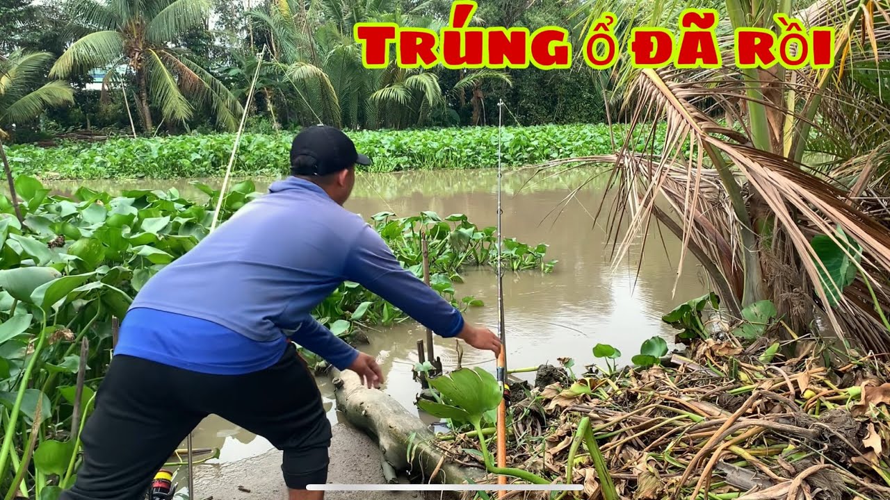 Câu Cá Tra Sông | Trúng Ổ Cá Tra Thả Mồi Ăn Liên Tục Không Kịp Giật ...