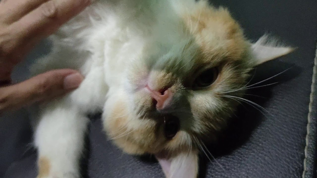 si comel kucing ku... - YouTube