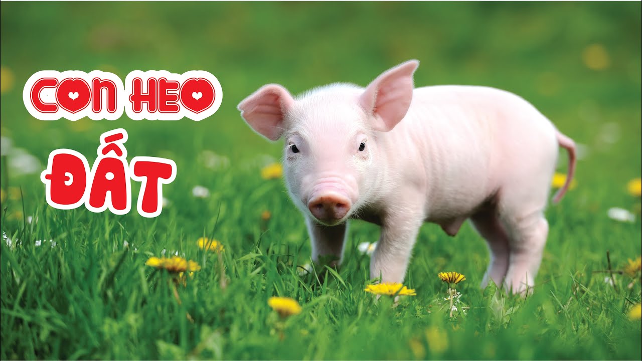 Con Heo Đất - Nhạc thiếu nhi / Piggy Bank - Children's Song - YouTube