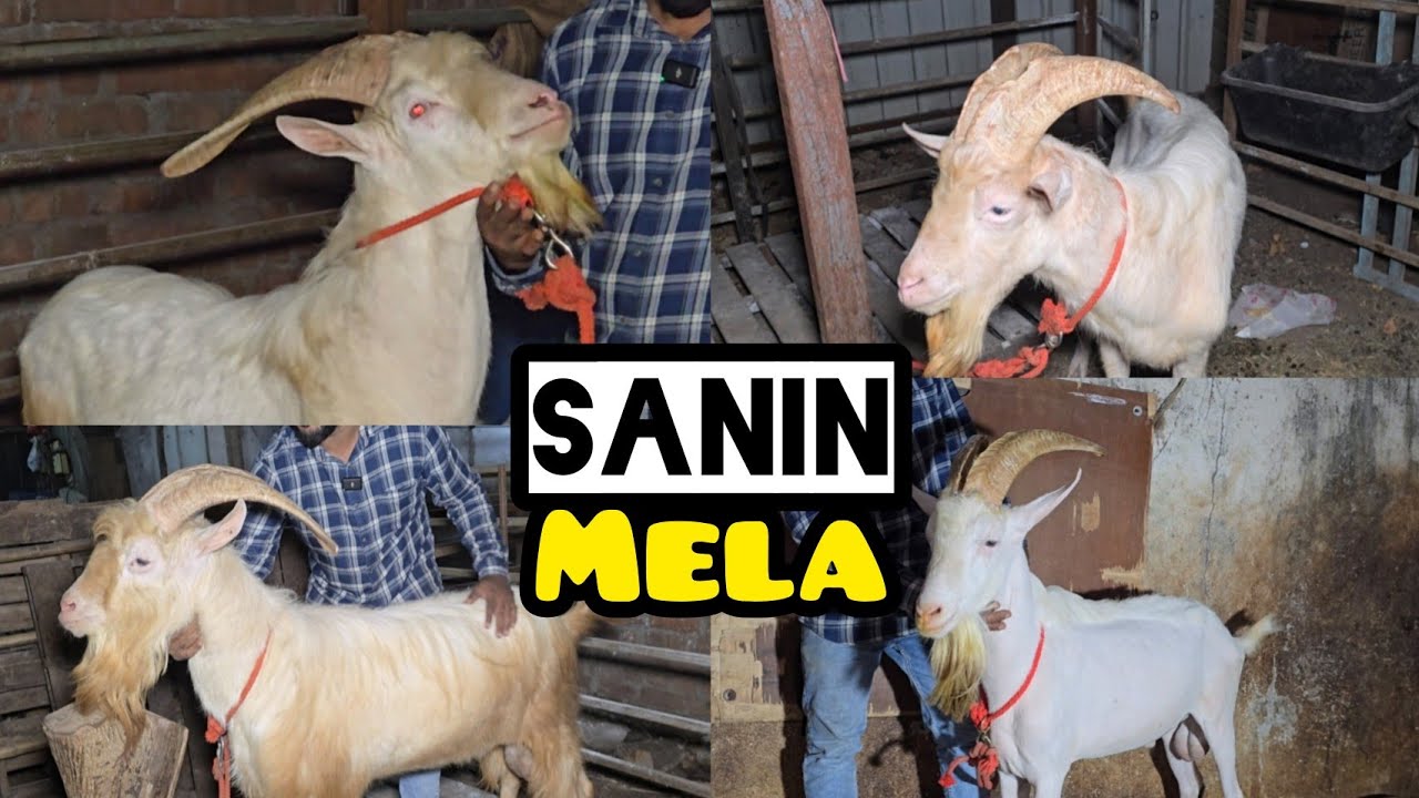 Town me Aaj to Mela hi Lag gaya Sanin ka || Al Mehtab Goat Farm - YouTube