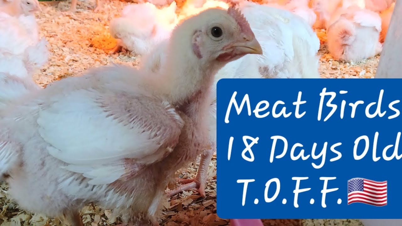 Meat Birds 18 Days Old & Why We YouTube Our Small Farm Meat Bird ...