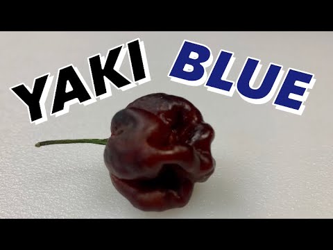 Yaki Blue grown by Linda's Fiery Treats! This is YOUR pod season! This ...