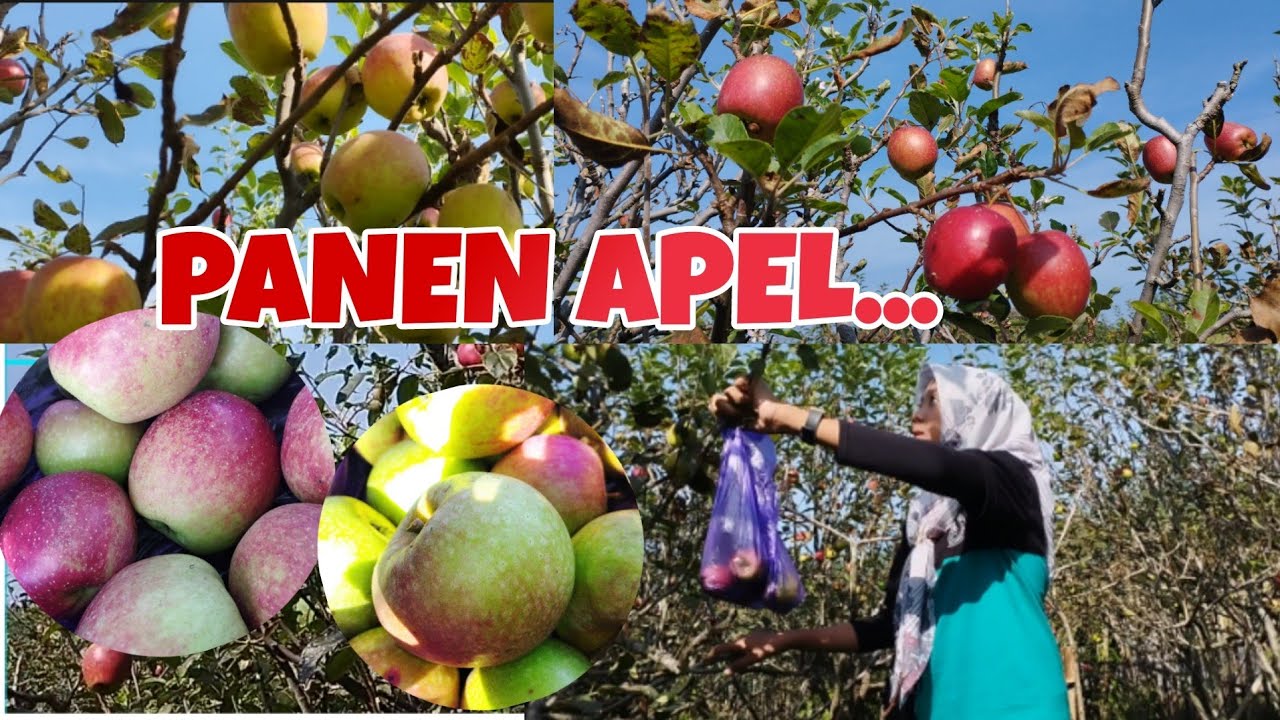 PANEN APEL DI KEBUN 🍎🍏😋 - YouTube