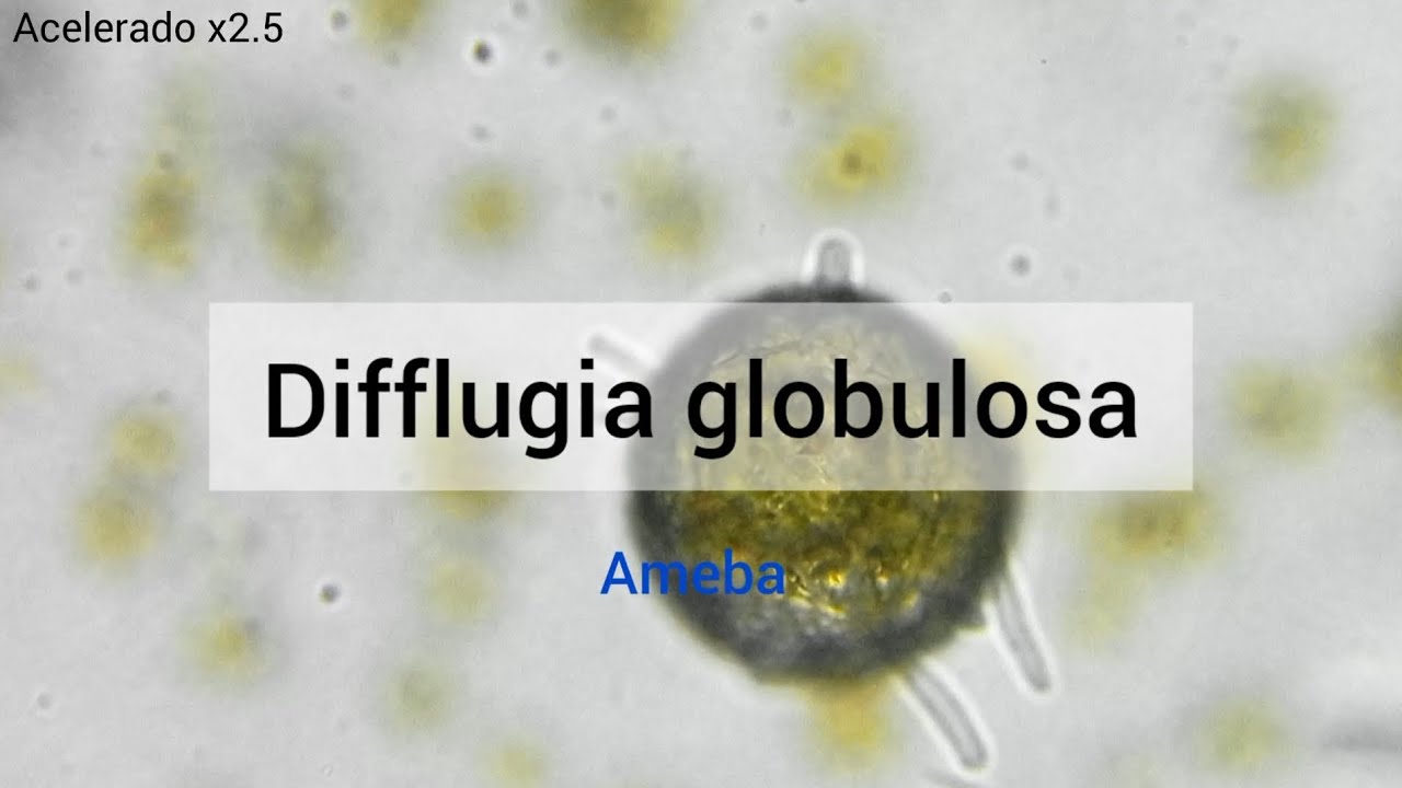 Difflugia globulosa (Ameba) - YouTube