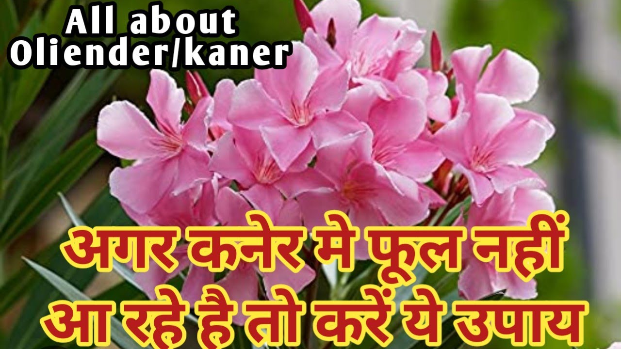 How to grow & care Kaner plant/all about Oliender/Low maintenance hardy ...