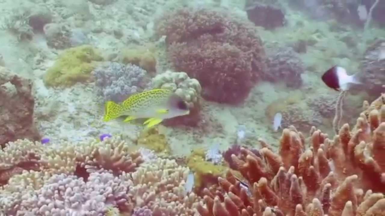Madagascar Reef Fish - season 2 ; en marge de la chasse sous-marine ...