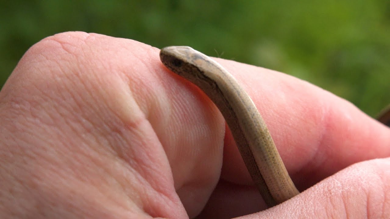 Kids go Herping with Grandparents - East & North London - UK Wildlife ...